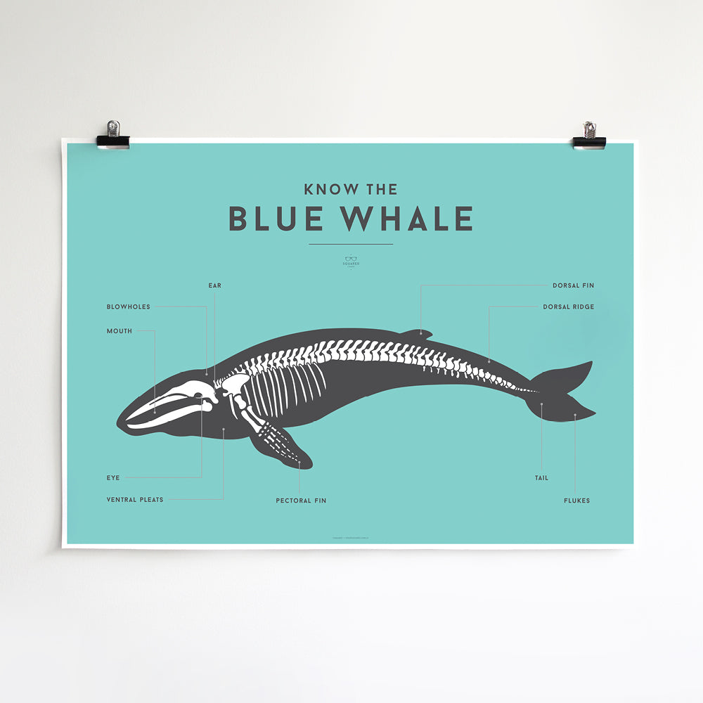 Know the Blue Whale - Children's Educational Poster - Squared Charts ...